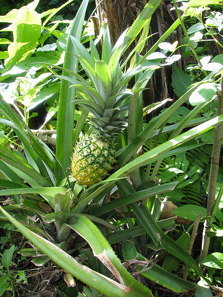 Ananas (Ananas comosus) | Pflanzen-lexikon.com