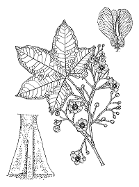 Abachi-Baum (Triplochiton scleroxylon) | Pflanzen-lexikon.com