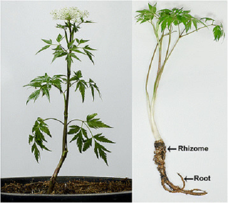 Chinesische Engelwurz (Angelica sinensis) | Pflanzen-lexikon.com