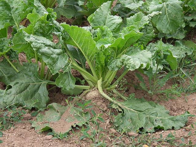Zuckerrübe (Beta vulgaris ssp. vulgaris (Altissima Group))