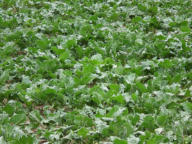 Zuckerrübe (Beta vulgaris ssp. vulgaris (Altissima Group))